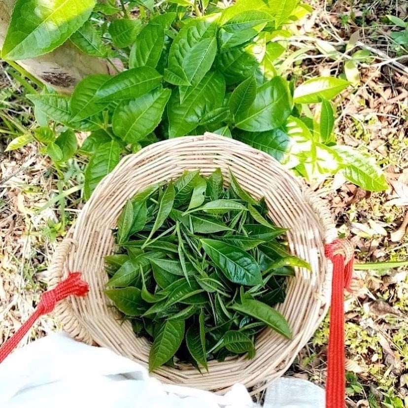 Thailand's Forest Temple Tea: Explore this Wild White Tea Cultivated a ...